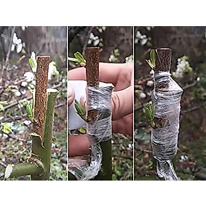 Essilnn Grafting Tape Plant Repair Budding Tape Garden Nursery Moisture Barrier Stretchable Film for Fruit, Floral and Tree, 1-1/5", 395ft, 6 Pack