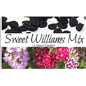 Flower Seeds - Sweet William Seeds- Mixed Colors - Dianthus barbatus - Biennial - Liliana's Garden