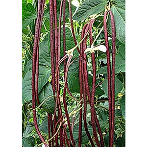 50+ Green or Red Cowpea Yard Long Bean Seeds Yardlong Beans Heirloom Non-GMO Vegetable
