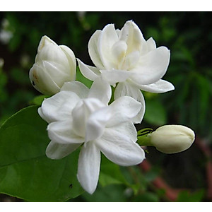 100+ Jasmine Seeds for Planting