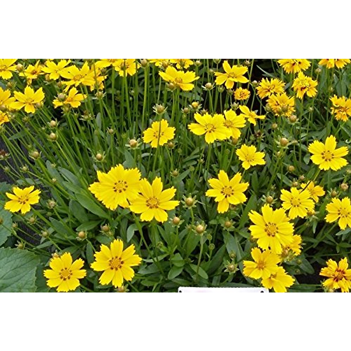 Largeflower Tickseed-Brilliant Golden Blooms Large and Very Showy (25 - Seeds)