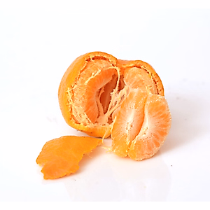 Gerald Winters and Son Satsuma Mandarin Tree Starter Plant. Citrus unshiu. 3'' - 5''