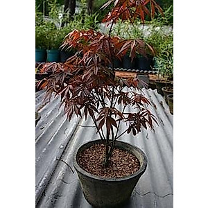Suminagashi Japanese Maple 10 Seeds- Outdoors or Bonsai