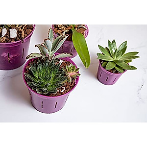 rePotme Orchid Pots - 8 Pack of Slotted Clear Pots with Holes, 3, 4, 5, 6 Inch Sizes for Indoor/Outdoor, Ideal for Repotting