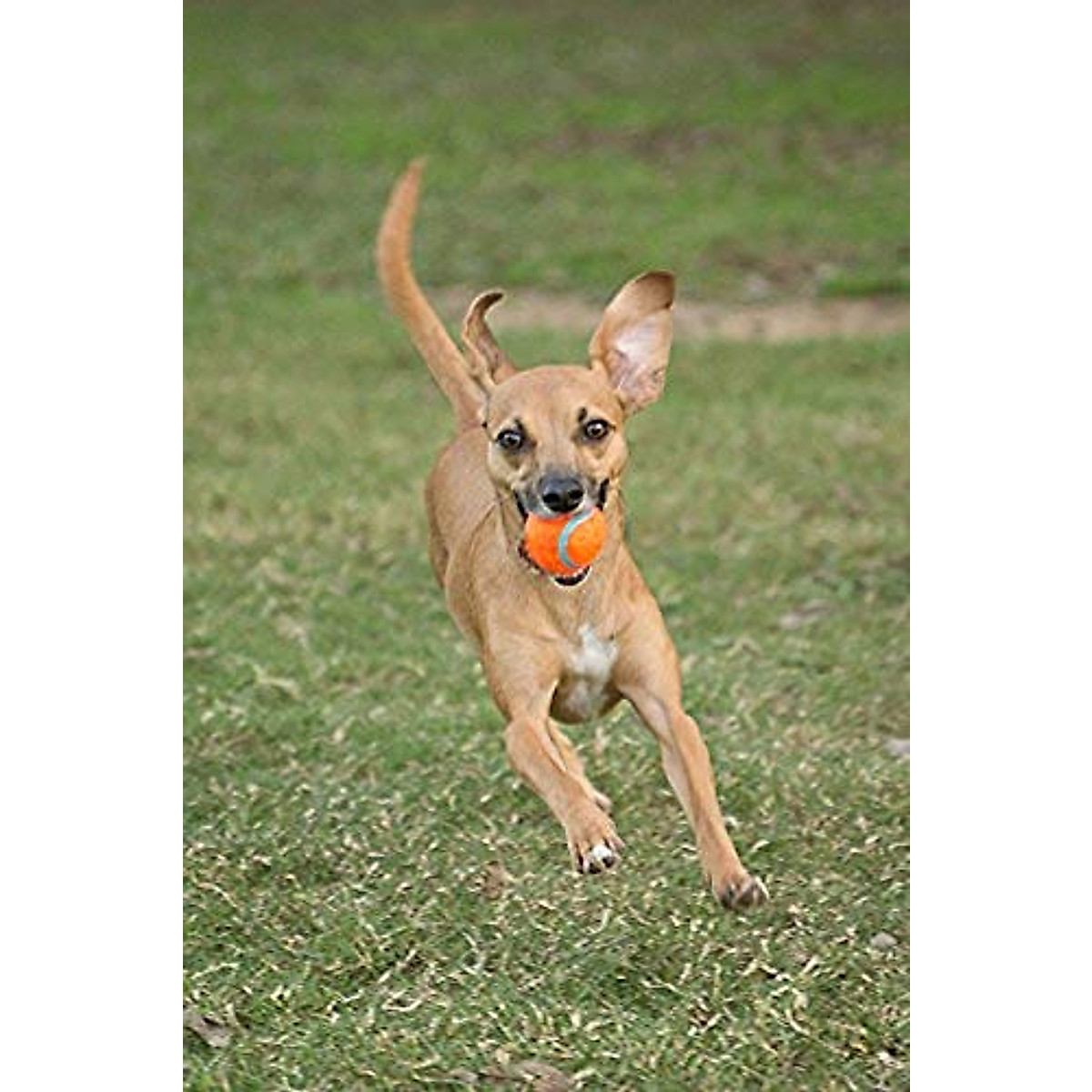 Chuckit Dog Tennis Ball Dog Toy, Small (2 Inch Diameter) for dogs 0-20 lbs, Shrink Wrap Pack of 2