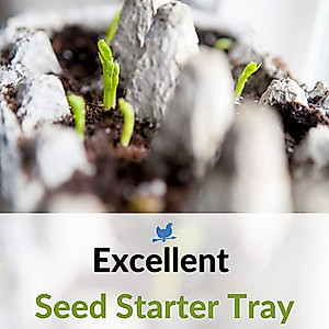 Blank 12-Egg Flat Top Paper Pulp Carton - Bulk Egg Cartons (50)