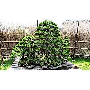 Yamamoto's Organic Concentrated Bonsai Fertilizer - Japan's Favorite - 8oz - No Harsh Chemicals