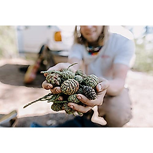 Giant Sequoia | Tree Seed Grow Kit | The Jonsteen Company