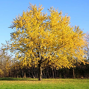 CHUXAY GARDEN 20 Seeds Acer Saccharinum,Silver Maple,Water Maple,Swamp Maple,White Maple Common Fast-Growing Deciduous Tree Great for Garden and Street