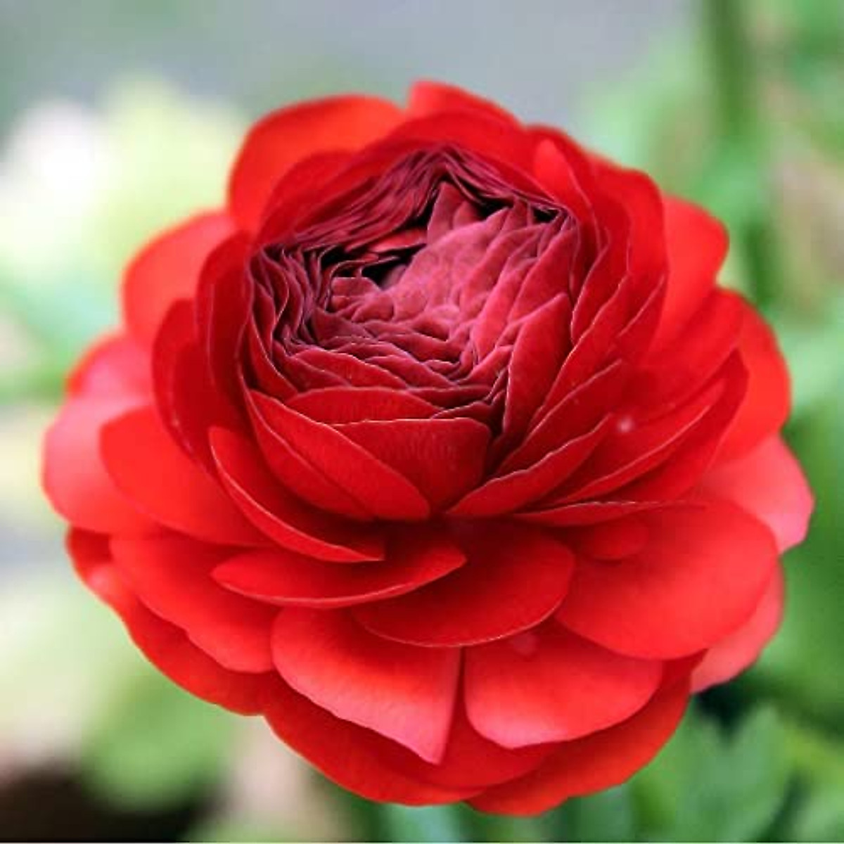 25 Red Ranunculus Bulbs for Planting - Buttercup Flower Bulb Value Bag - Plant in Gardens, Containers & Flowerbeds - Easy to Grow Fall Perennial Flowers Bulbs by Willard & May
