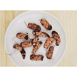 Oxalis Triangularis 10 Bulbs Purple Shamrocks Lucky Lovely Flowers Bulbs Grows for Garden and pots