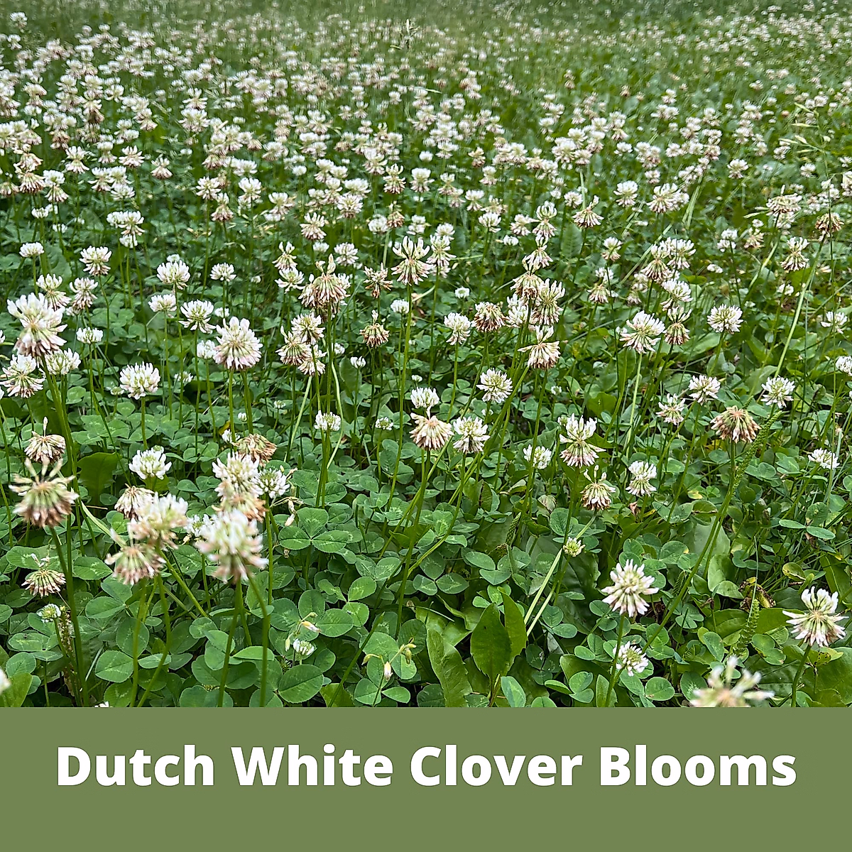 Flawn Seed Dutch White Clover Seed, Low Maintenance, Eco/Pollinator Friendly Flowering Lawn, Kid, Pet, Grass Alternative, Easy Open Compostable Pouch, Easy Spread Up to 500 SqFt