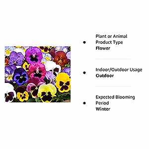 1,000+ Pansy Seeds- Swiss Giants Mix Flower Seeds (Bulk) Hardy Annual by Ohio Heirloom Seeds