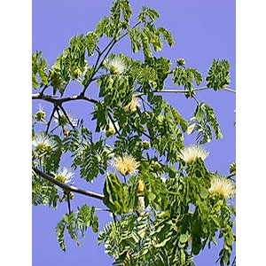 Bonsai Boy's Flowering Brazilian Raintree Bonsai Tree pithecellobium tortum