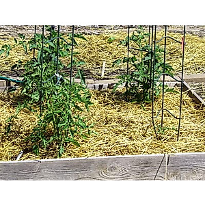 Premium 100% Natural Wheat Straw Grass Harvested 2022, Farmer Direct- Excellent Animal Bedding, Garden Cover, Mulch and Farm Wheat Straw 5lbs. Straw Shipped