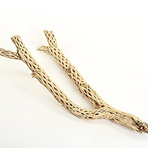 Koyal Wholesale Cholla Wood Aquarium Branches, Airplants Decor, Reptile Perch, Natural Home Decoration, Chew Toy Dried Cactus Wood (12-Inch)