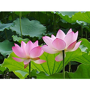 Lotus Flower Seeds for Home Planting Ornamental, Mixed Pink & Red Flower, Can Purify Water and Air, Aquatic Plant for Courtyard, Hotel, Goldfish Pond, Water Lily Seeds