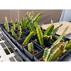 Yellow Dragon Fruit - "Yellow Dragon" Dragon Fruit - Selenicereus 'Yellow Dragon'