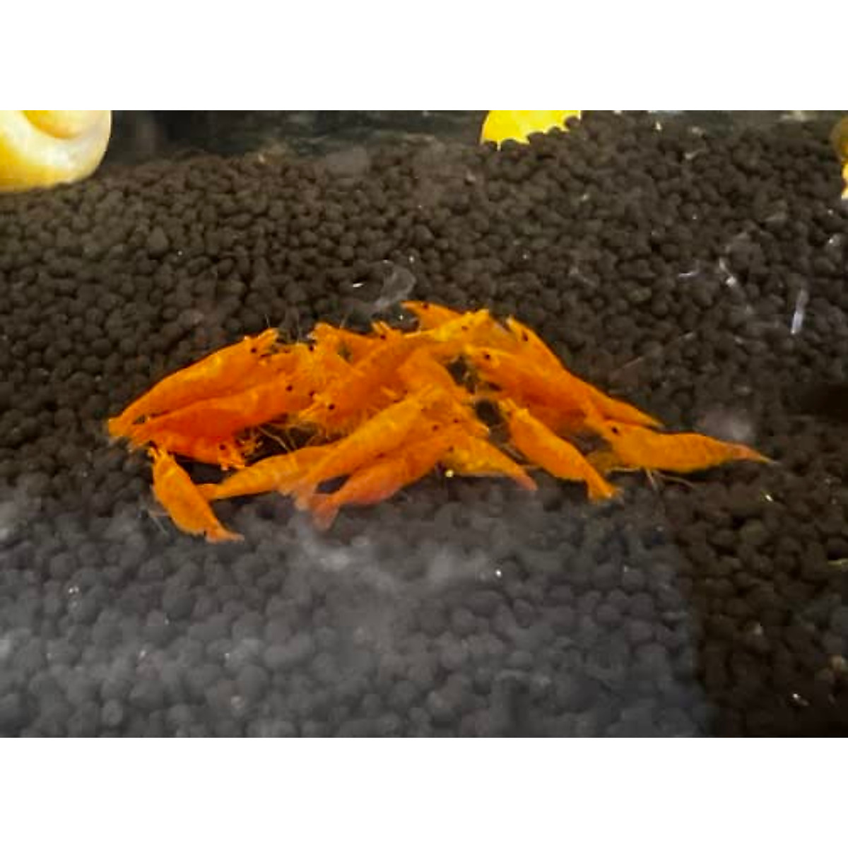 Swimming Creatures 10 Orange Sunkist Neocaridina Freshwater Aquarium Shrimp. Live Arrival Guarantee.