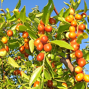 CHUXAY GARDEN Indian Jujube Seed 8 Seeds Ziziphus mauritiana Fruit Tree Drought Tolerant Sweet Edible Fruit Great Gardening