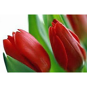 Tulip Bulb 20 Pack, RED Impression, Pure Bright RED Perennial Tulip Bulbs, RED Flowers