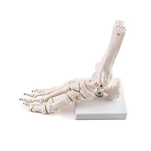 QWORK Human Foot Skeleton Model, Life Size Medical Anatomy Foot and Ankle Model, Right, Fully Articulated, for Medical Study & Science Classroom