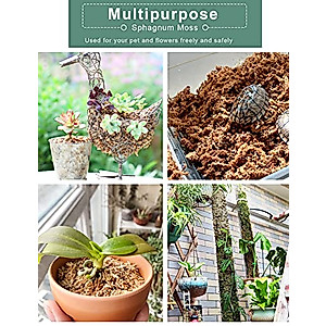Orchid Sphagnum Moss, 2qt Succulent Dried Moss, Garden Bonsai Pot Mix, Moisture-Holding Plant Growing Medium for Flowers Plant Pot and Reptiles