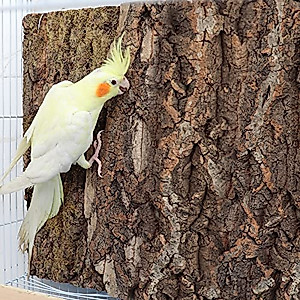 2 Pcs 12x8 Inches 100% Natural Cork Perch, Bird Cork Seat Boards, Birdcage Bark Decor Accessories, Natural Cork Bark Backdrop, Cork Bark Toy for Bird Budgie Parrot Cockatiel Hamster Guinea Pig Rat