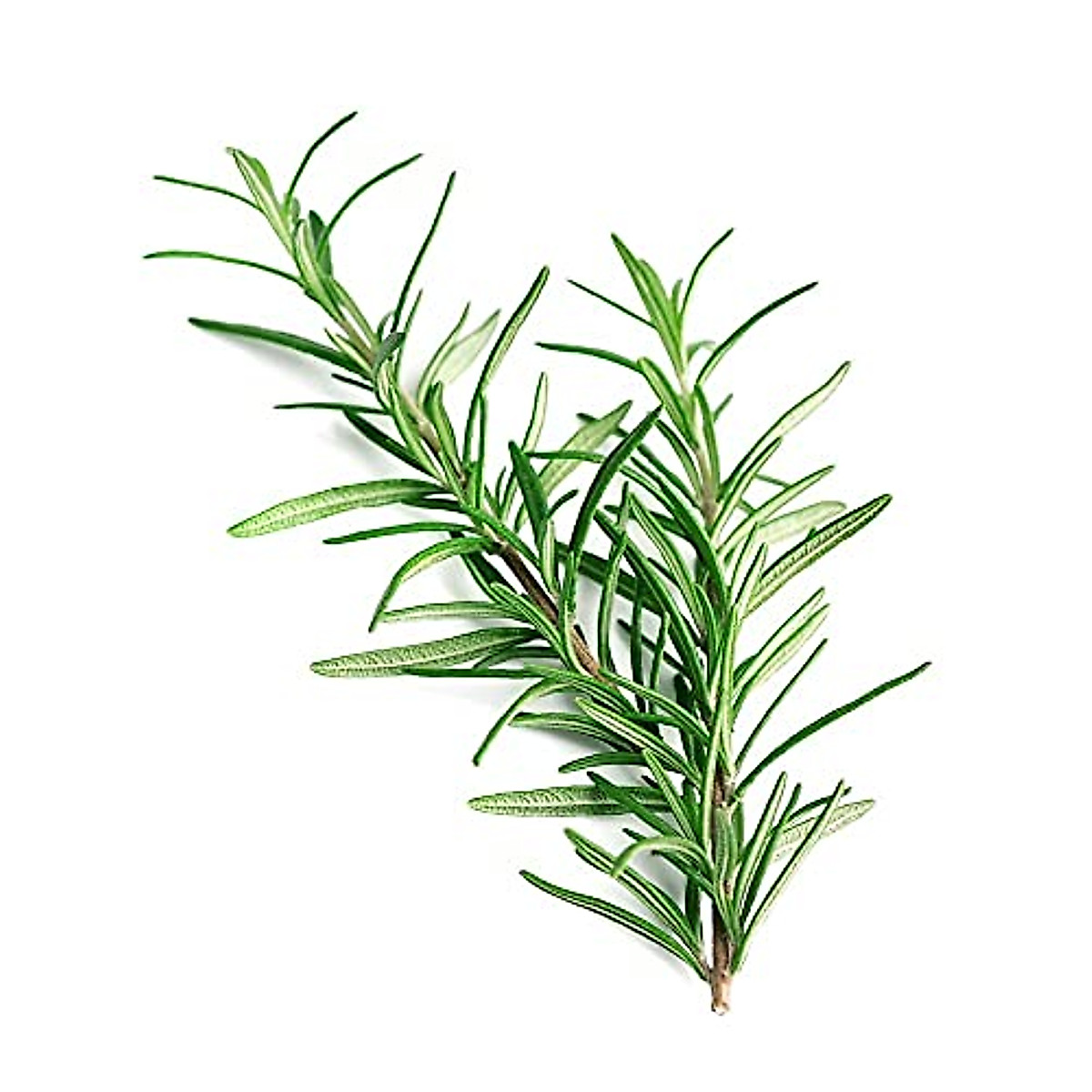 Rosemary Seeds for Planting, 100+ Heirloom Seeds Per Packet, (Isla's Garden Seeds), Non GMO Seeds, Fragrant Herb, Botanical Name: Salvia rosmarinus, Great Home Garden Gift