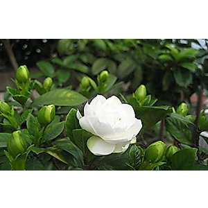 100+ Cape Jasmine Seeds White Jasmine Bonsai Plants Flowers Home Garden