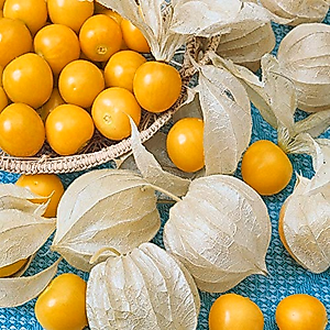 Outsidepride Perennial Cape Gooseberry Physalis Peruviana Goldenberry Fruit Plants - 1000 Seeds