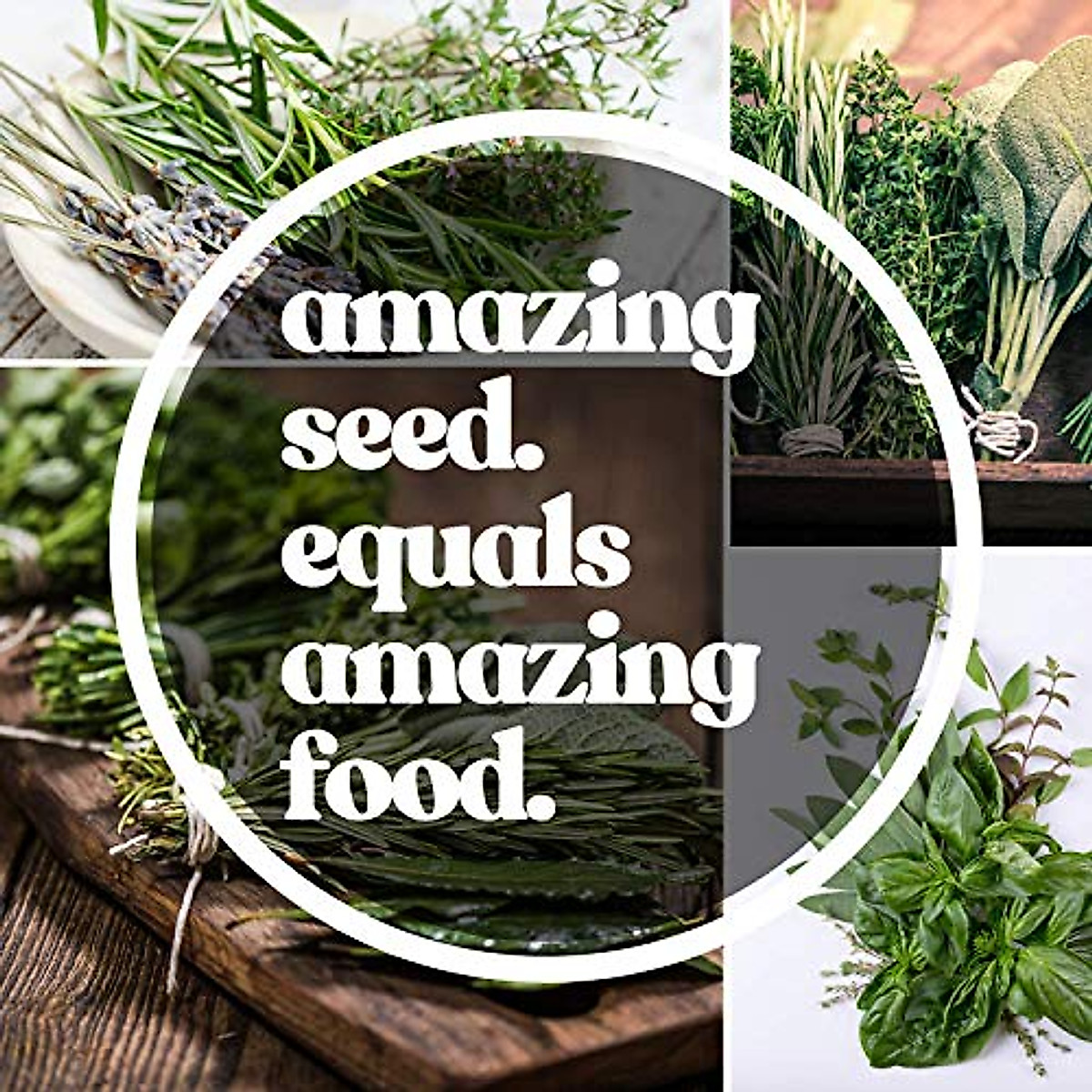 Winter Thyme Seeds - 500 mg Packet ~1,650+ Seeds - Thyme Herb Seeds for Planting - for The Outdoor or Indoor Herb Garden - Use as Ground Cover Seeds, Herb Seeds, Flower Seeds