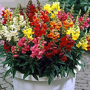 Multicolor Tall Snapdragon Seed Mix 1000+ Seeds for Planting Non-GMO