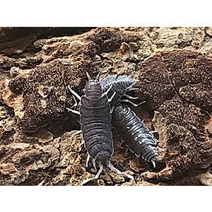 Critters Direct Powder Blue Isopods and Springtails Combo