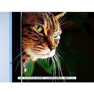 PENTAX digital SLR camera Q10 double zoom Kit silver Q10 WZOOMKIT SILVER [International Version, No Warranty]