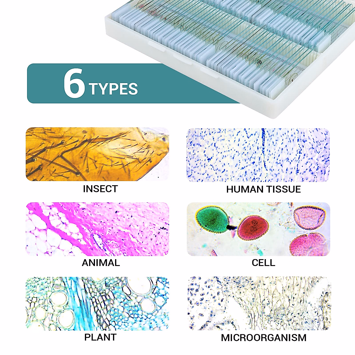 100Pcs Microscope Slides with Specimens, Prepared Microscope Sample with Insects Plants Animals for Kids Students Science Learning Homeschool Use