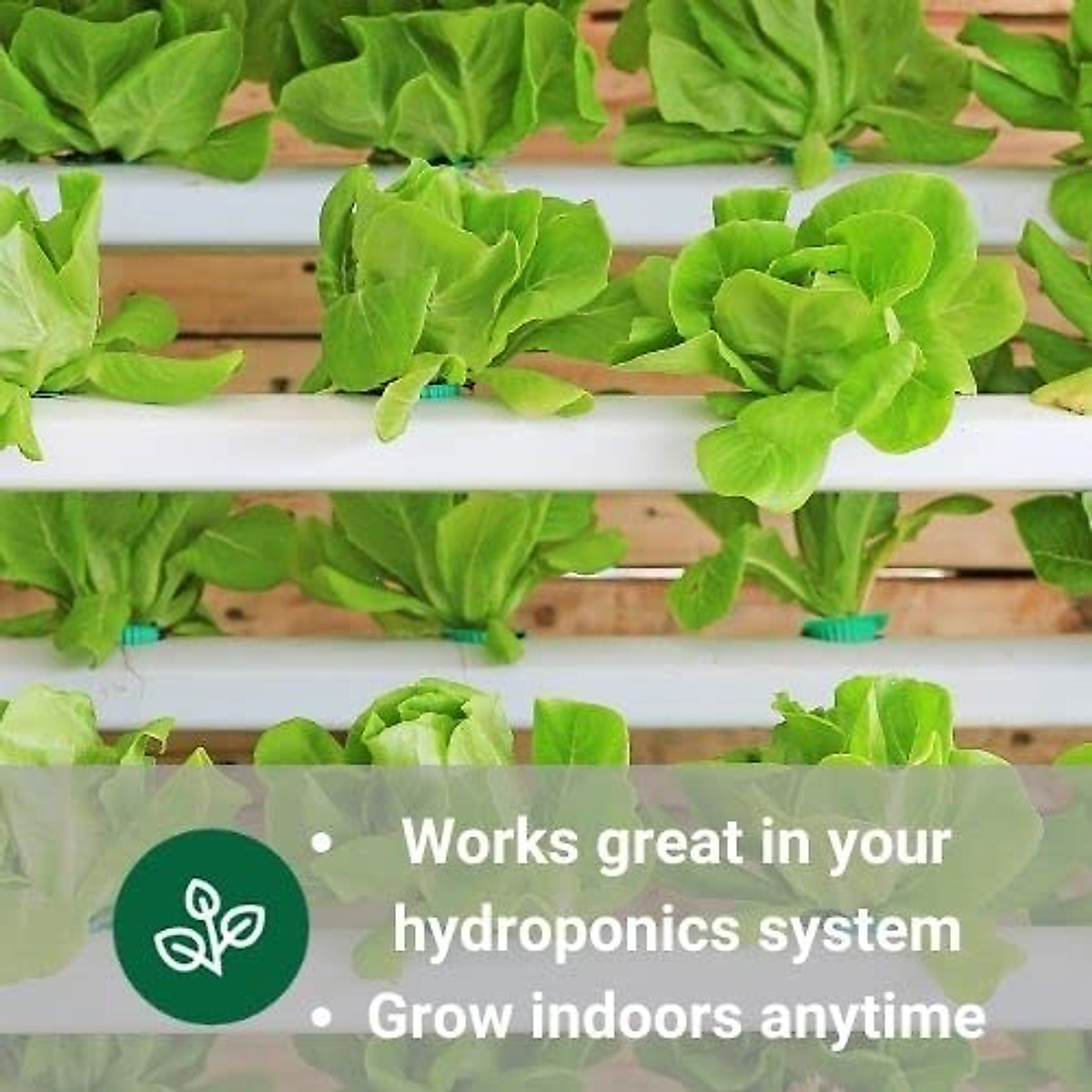 Sow Right Seeds - Hydroponic Vegetable Seeds for Planting - Lettuce, Kale, Arugula, and Pak Choi Seeds for Planting and Growing a Hydroponic Greens - Garden Indoors - Perfect for Your Growing System
