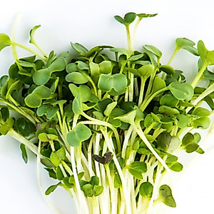 Todd's Seeds Sprouting Seed Mix; Broccoli, Radish, Alfalfa, Non-GMO, Chemical Free, High Germination (1/4 Pound)