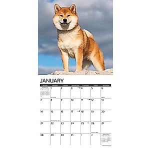 Willow Creek Press Shiba Inus Monthly 2024 Wall Calendar (12" x 12")