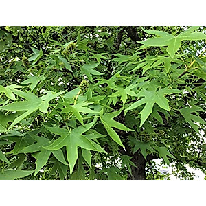 American Sweetgum Tree Plant, 2-3 ft Tall Tree Plant in Pot - Fast Growing