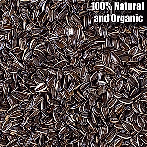 Old Potters Wildlife Striped Sunflower Seeds 3 lbs for Birds and Wildlife, Non-GMO & USA Grown, Attracts Birds (3 Pounds)