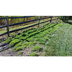 Zoysia Plugs - 50 Large Grass Plugs - Drought Tolerant, Low Maintenance EZPLug