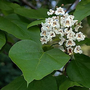 CHUXAY GARDEN 10 Seeds Catalpa Bignonioides,Southern Catalpa,Catawba,Indian Bean Tree Large Deciduous Tree Great for Ornamental Shade or Street Tree