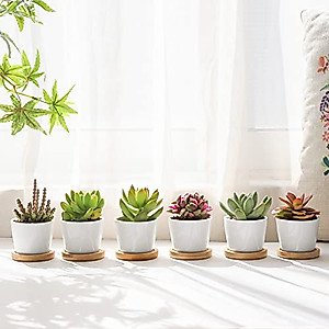 T4U 2.5 Inch Small White Succulent Planter Pots with Bamboo Tray Round Set of 12, Ceramic Succulent Air Plant Flower Pots Cactus Faux Plants Containers, White Modern Decor for Home and Office