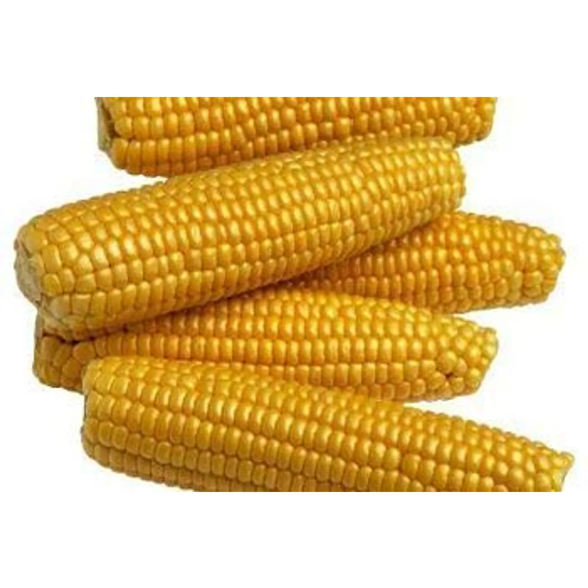"Kandy Corn" Sweet Corn Seeds, 25 Heirloom Seeds Per Packet, (Isla's Garden Seeds), Non GMO Seeds, Botanical Name: Zea mays