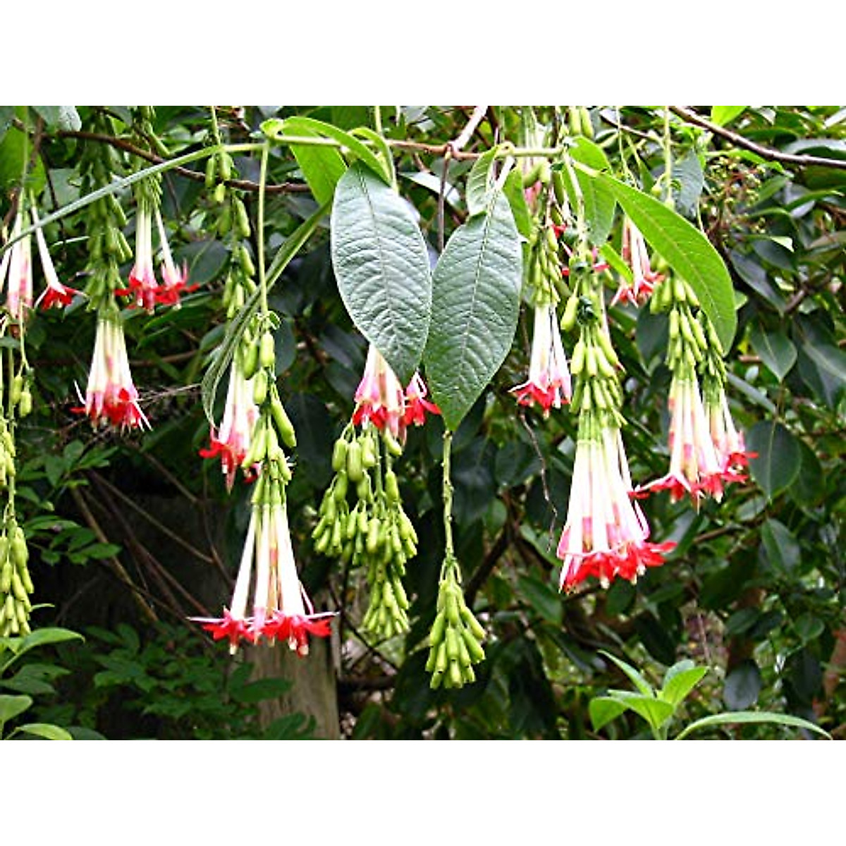 1126-Bolivian Fuchsia (Fuchsia boliviana) Seeds by Robsrareandgiantseeds UPC0764425787310 Non-GMO,Organic, Rare Species, Bonsai,1126 Package of 5 Seeds