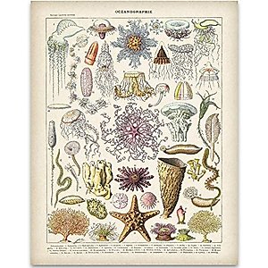 Vintage Crustaceancore Ocean Life Jellyfish Marine Biology Science Illustration Art Print by Meishe | 11x14 Unframed Art Print Poster | Great Beach House Wall Decor Poster Under $15
