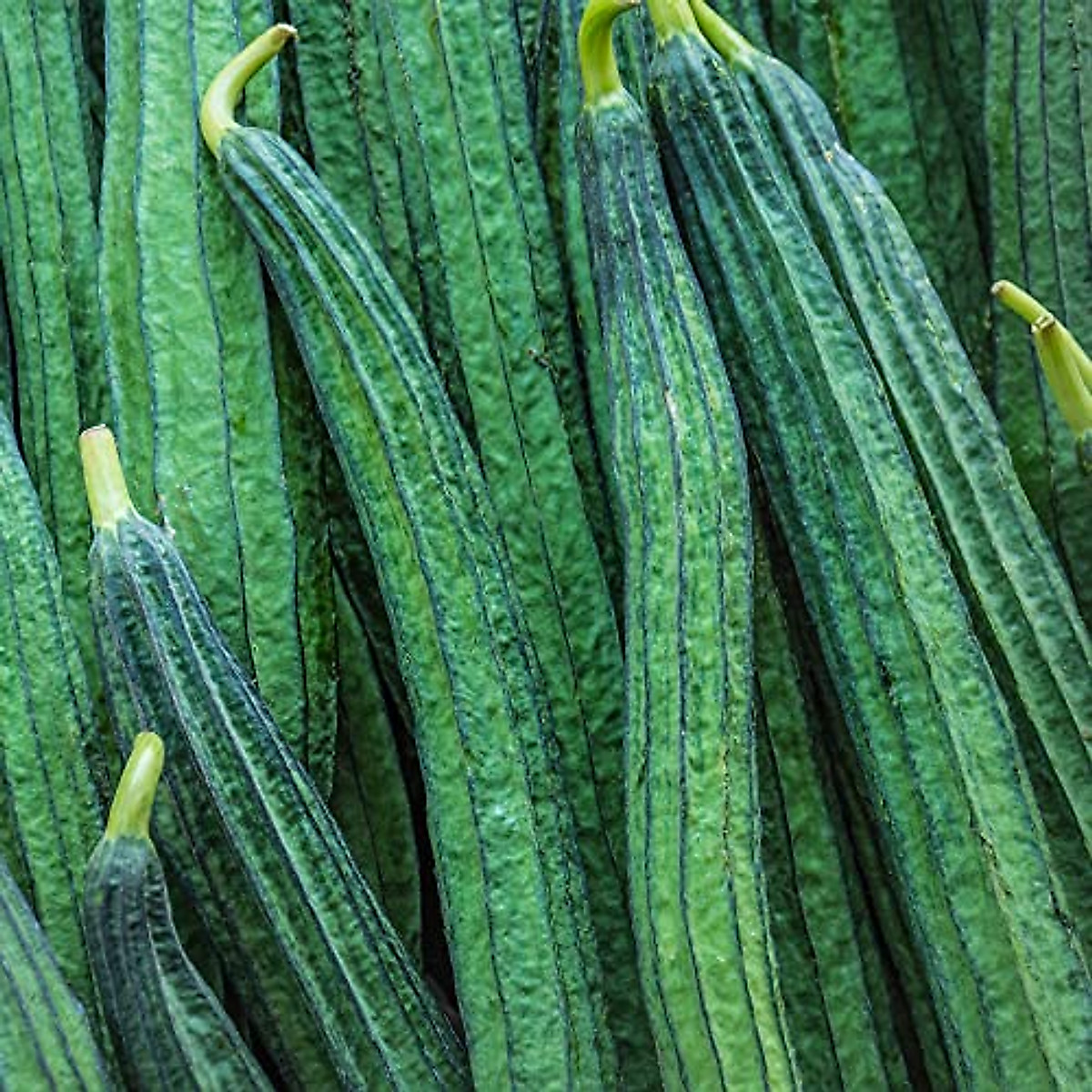 Gourd Seeds - Yu Sing - Hybrid - 2 g Packet ~30 Seeds - Non-GMO, F1 Hybrid - Asian Garden Vegetable