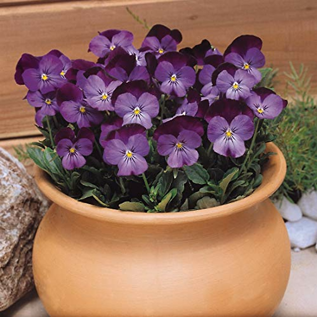 Outsidepride Viola Admiration Garden Flowers for Containers, Hanging Baskets, & Window Boxes - 1000 Seeds
