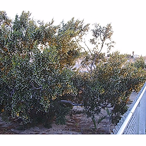 Organic Creosote, Larrea tridentata, Gobernadora, Greasewood, Bonsai, 25 Seeds